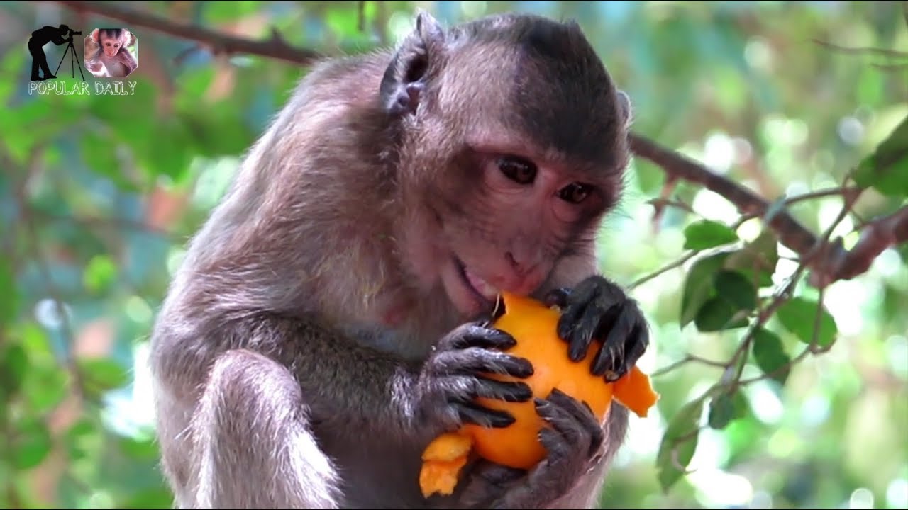 🐒Animals Monkeys🐒monkey eating Oranges - YouTube