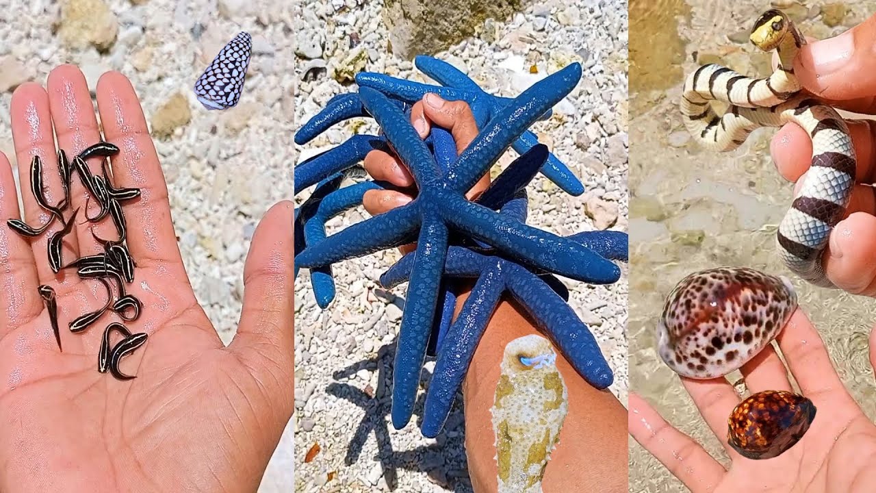 Looking For Sea Animal | Crab, Starfish, Sea Urchins, Sea Cucumber ...
