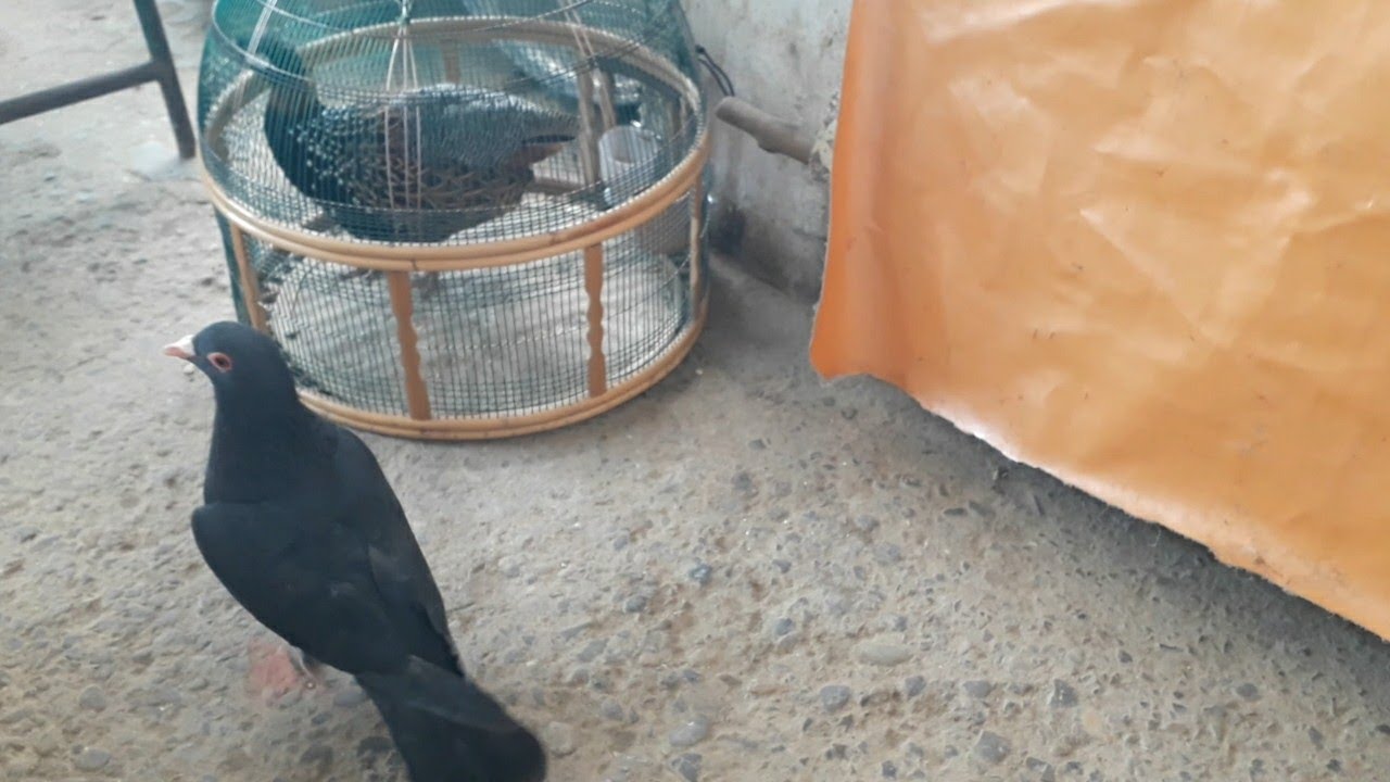 Black Francolin and Fully Trained Black Pigeon | Kala Teetar or Kala ...