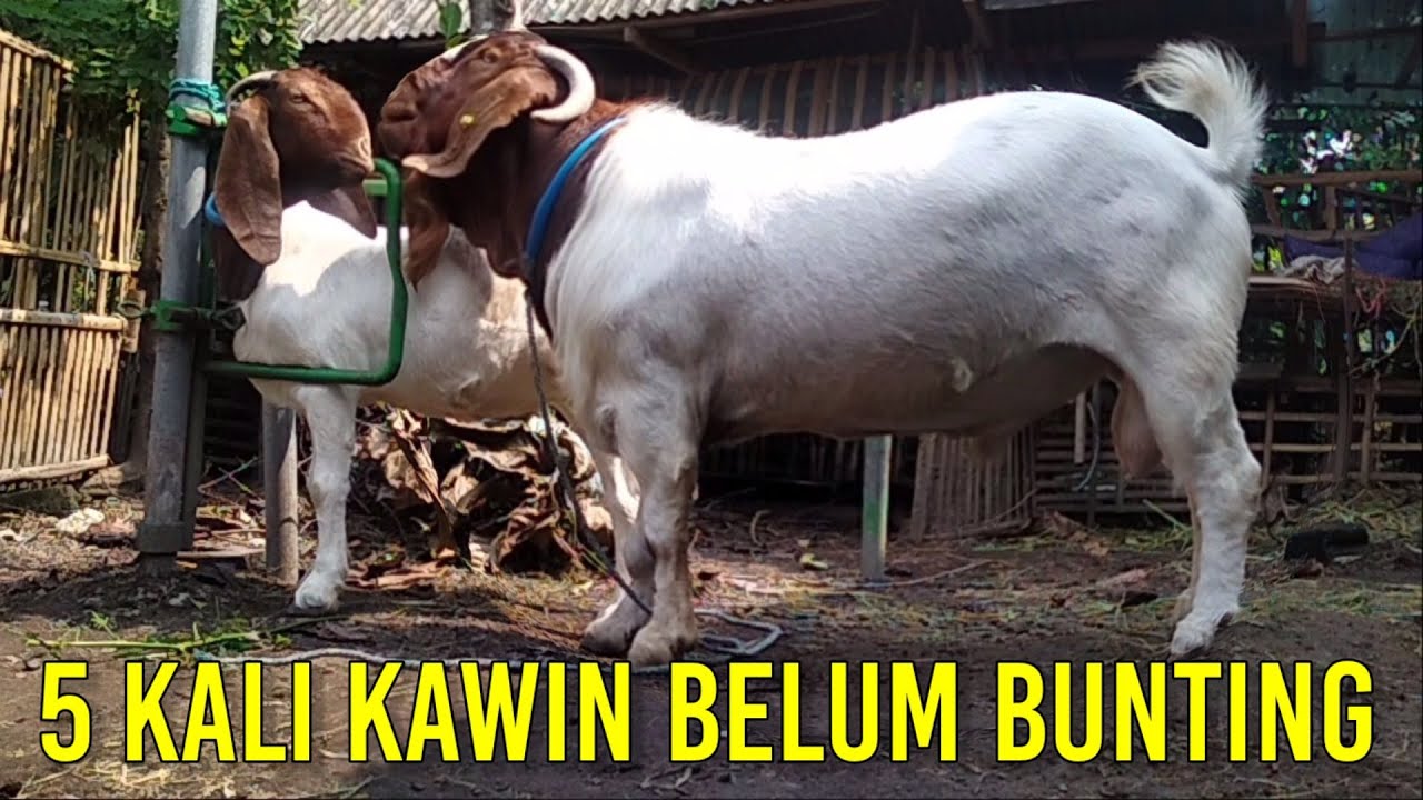 Boer goat crosses percentage boer in village farm | Goat farming in ...