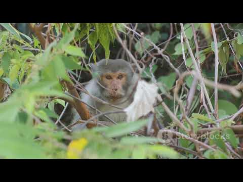 A Deep Dive into the World Of Monkeys - YouTube