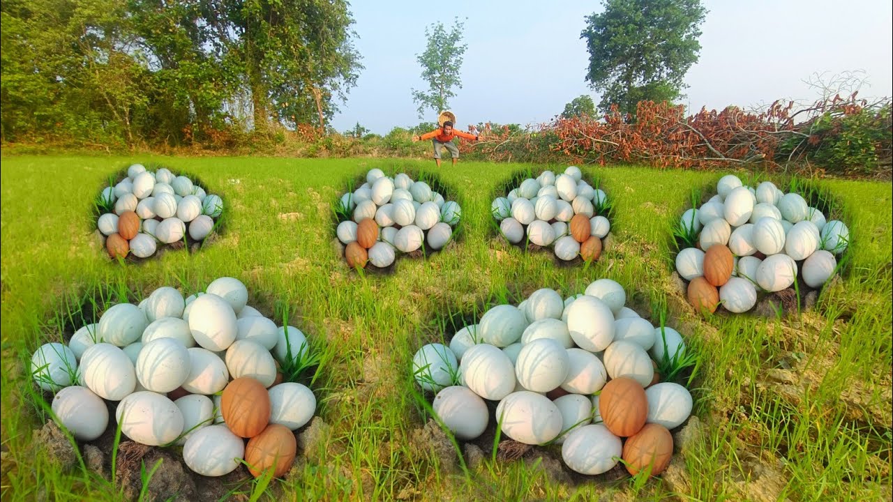 amazing fishing! Fishermen, duck pickers in the best hand-picked fields ...
