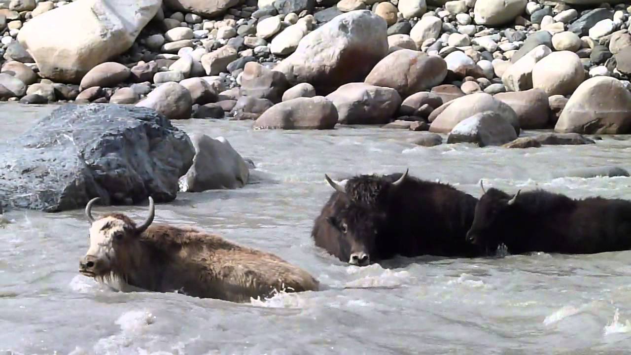 Yak in Shimshal-Hunza Valley of PAKISTAN - YouTube