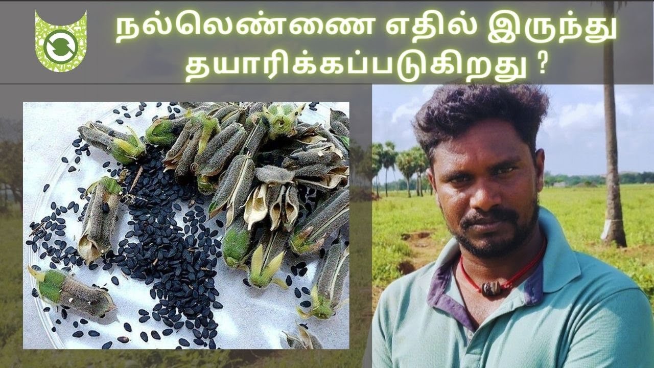 Sesame: எள்ளு சாகுபடி | Ellu sagubadi | நல்லெண்ணெய் | Oil food | # ...
