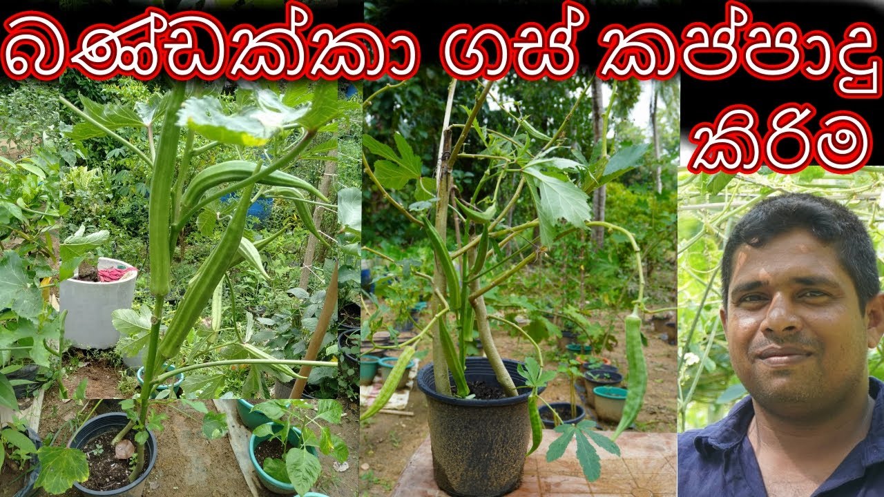 බණ්ඩක්කා වගාව බණ්ඩක්කා ගස් කප්පාදුකිරිම Pruning of okra trees Okra home ...