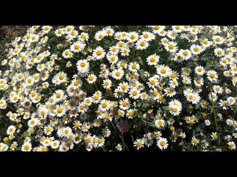 Çağan Şengül Papatya (1SAATLİK)