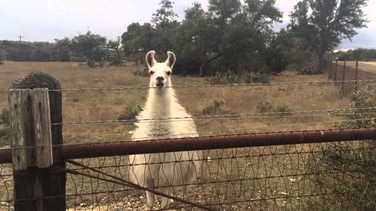 The Friendly Llama - YouTube