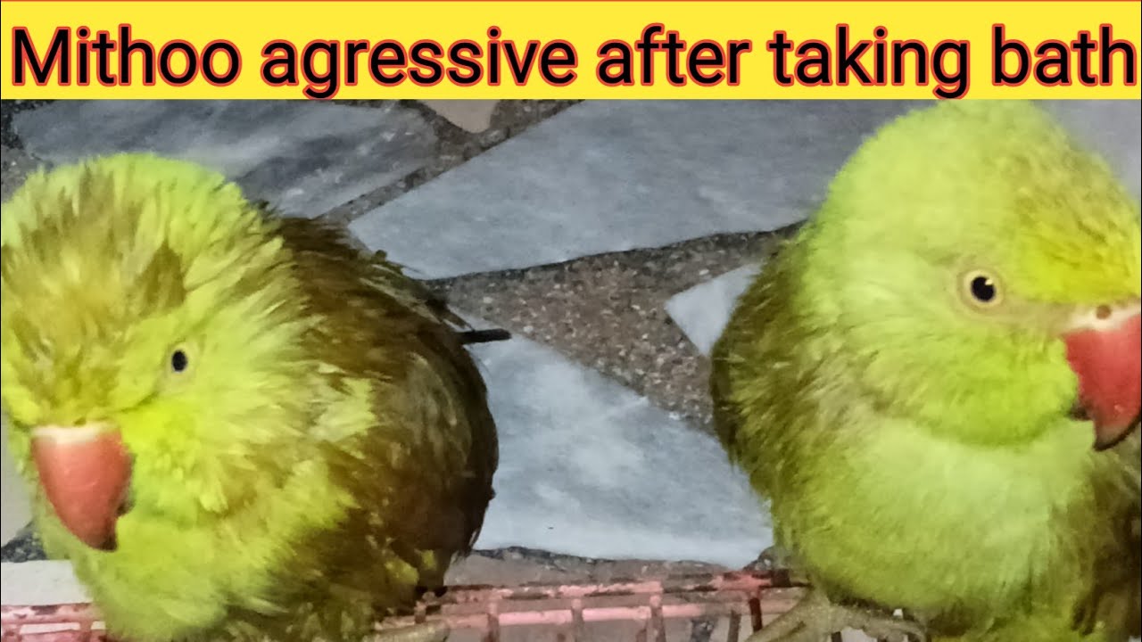 Agressive mithoo after taking bath|| Cooking&vlogging with Maria Faiz ...