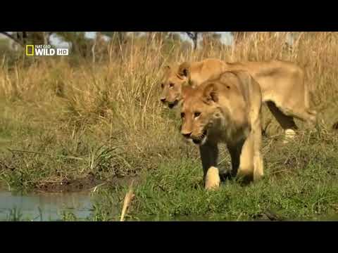 Vahşi Yolculuk Botsvana Türkçe Doğa Belgeseli