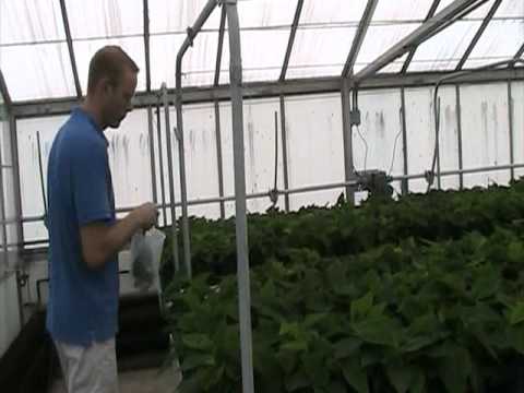Collecting a Plant Tissue Sample for Nutrient Analysis - YouTube