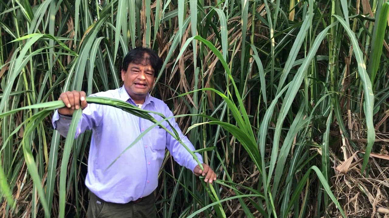 Giant king grass. - YouTube