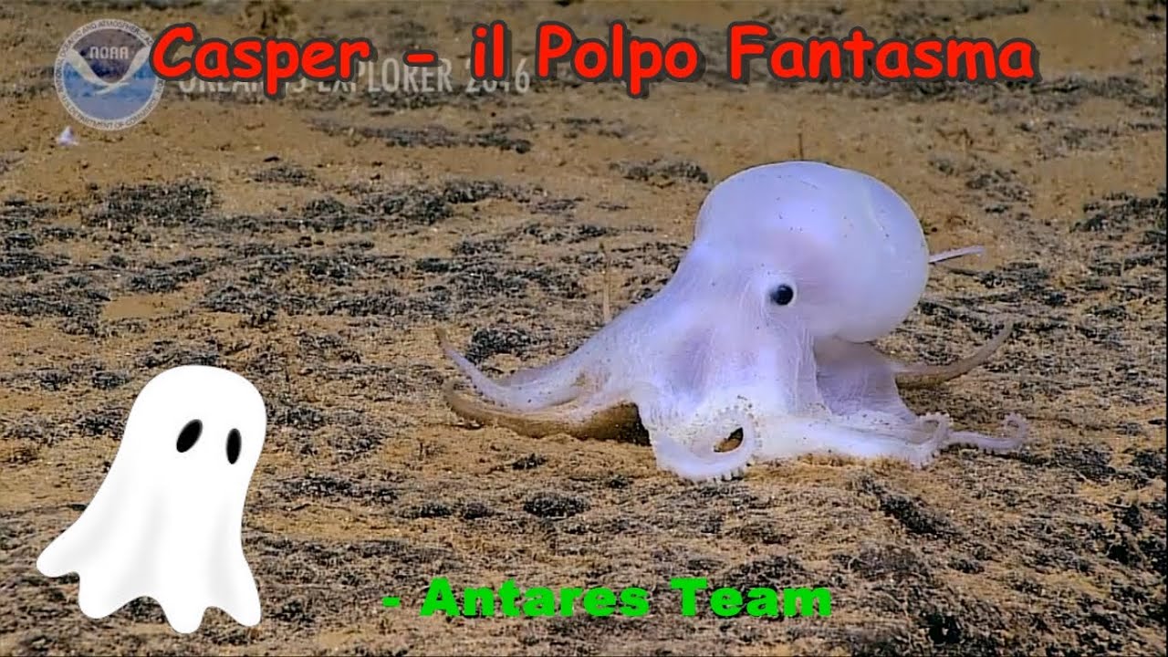 Casper - il Polpo Fantasma - YouTube