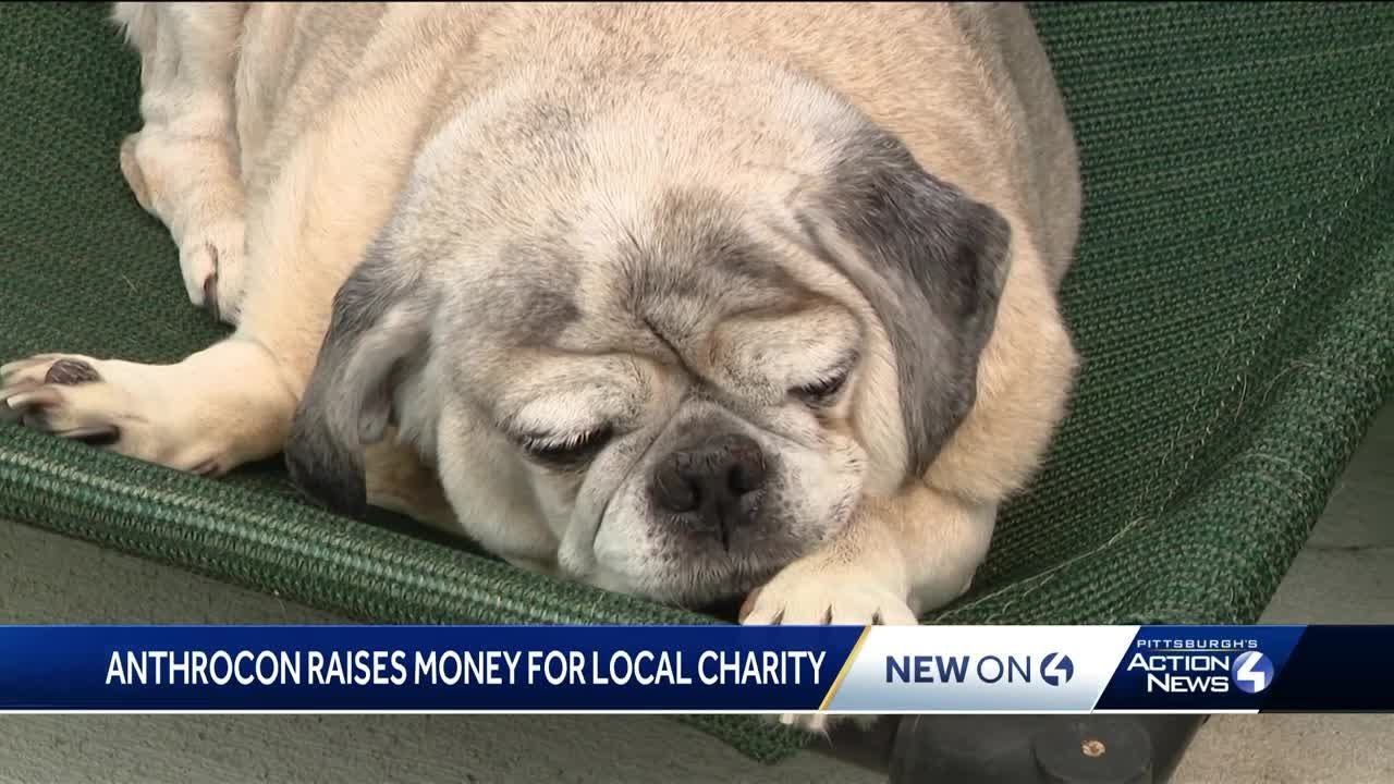 Anthrocon raises money for Gray Paws Sanctuary - YouTube