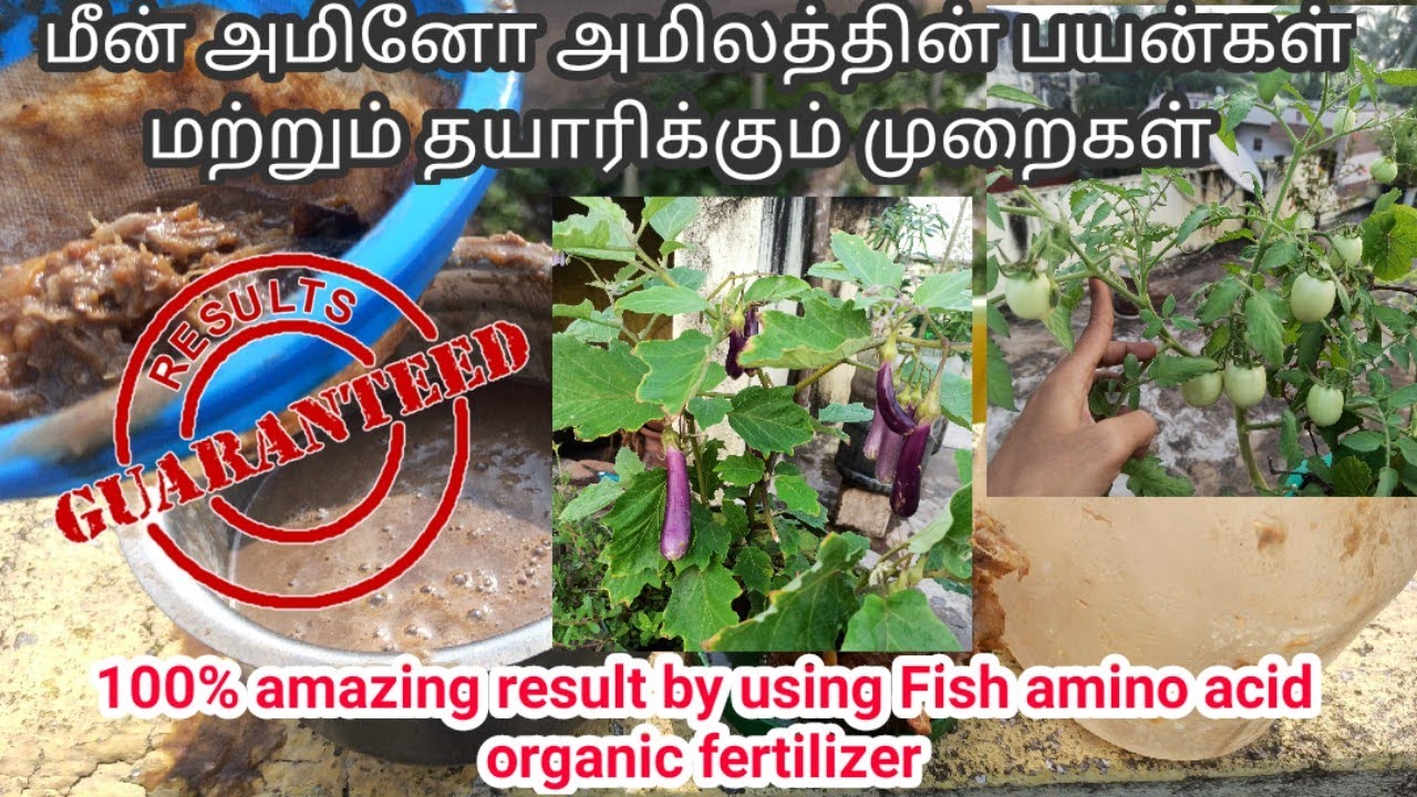 fish emulsion fertilizer uses | magical organic fertilizer for big ...