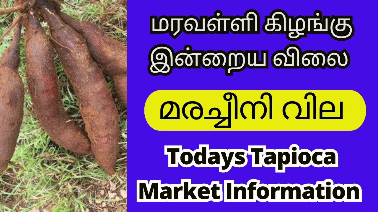 மரவள்ளி விலை | कसावा कीमत | மரச்சினி கிழங்கு விலை | Today Tapioca Market Point Rate At Attur ...