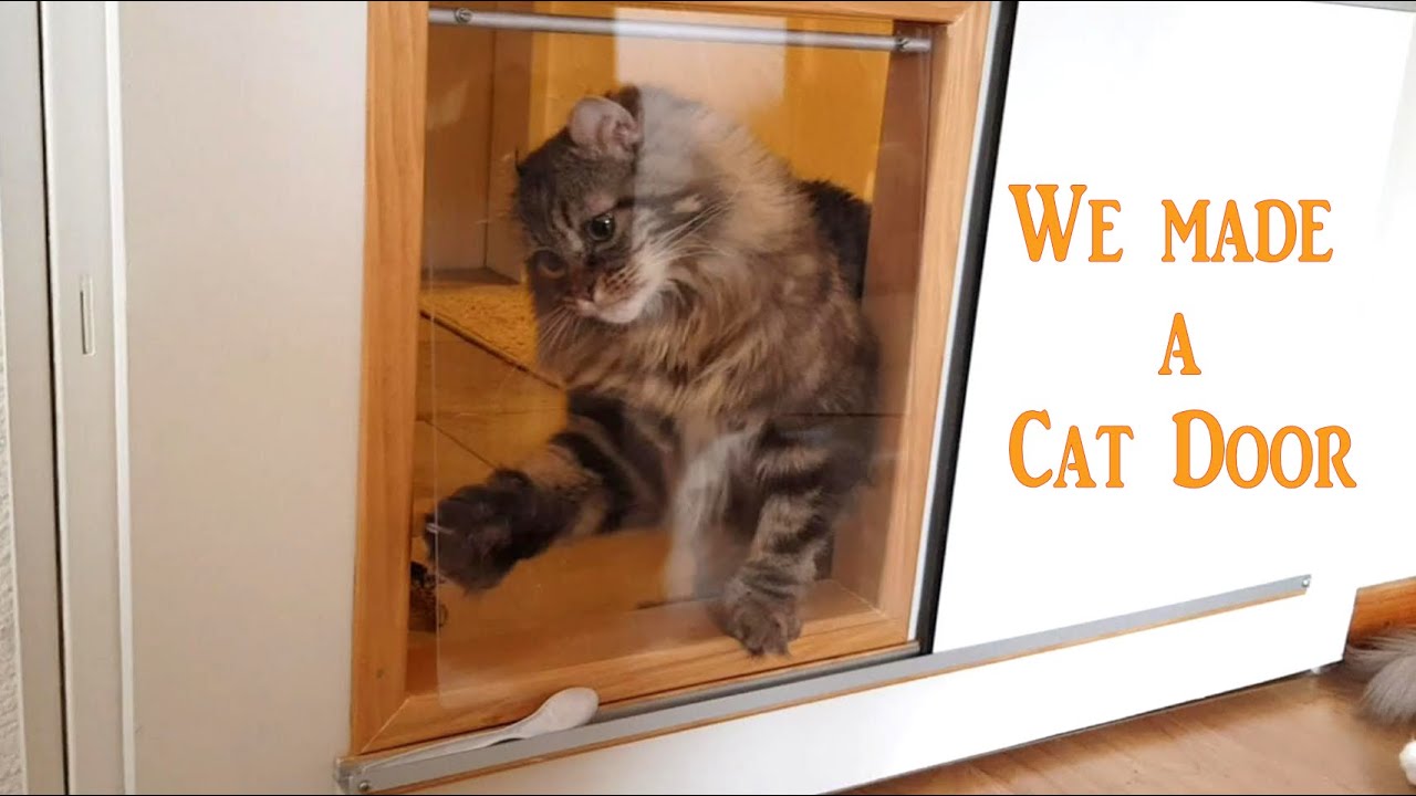 We made a Cat Door for our Cats - YouTube