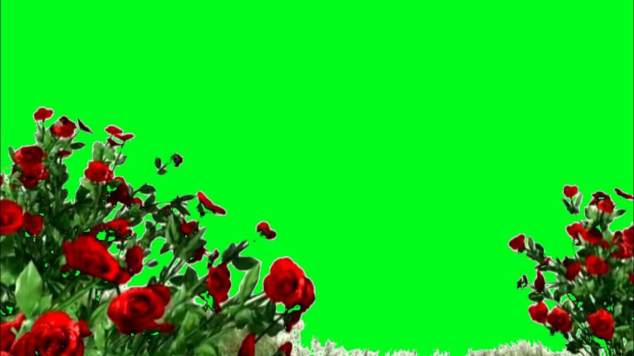 Green screen HD backgrounds | 3D animated red roses and rough grass ...