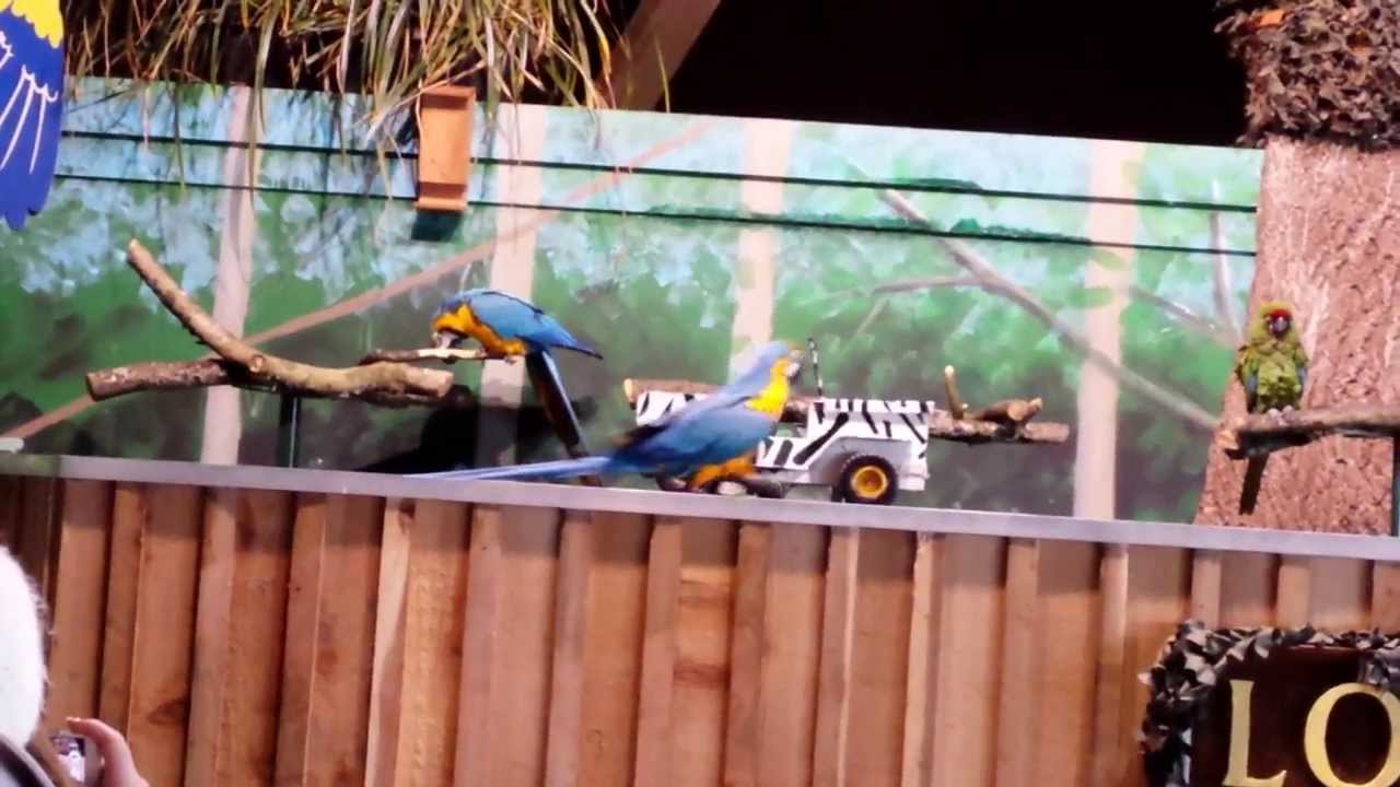 Parrot Show at Longleat Safari & Adventure Park - Saturday 8th February ...