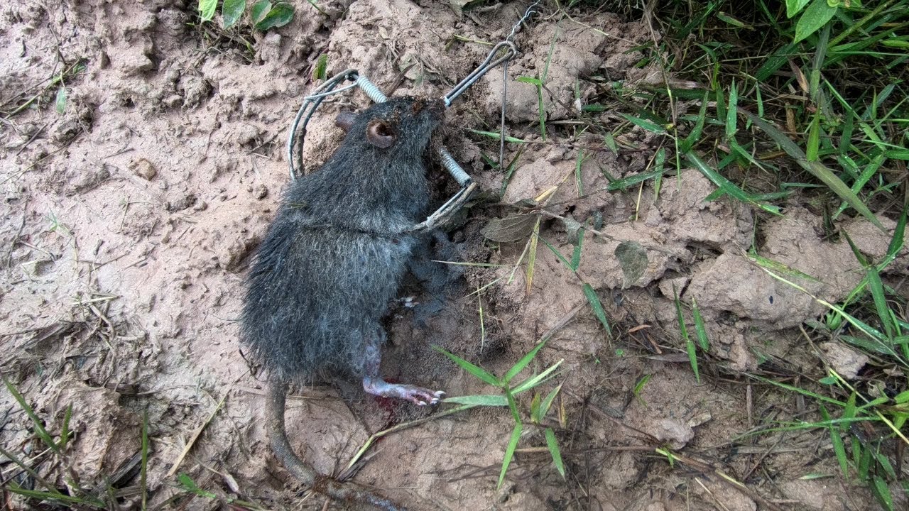 Plastic Bottle Rat Traps in Cambodia #2 - How To Make Rat Traps Using ...