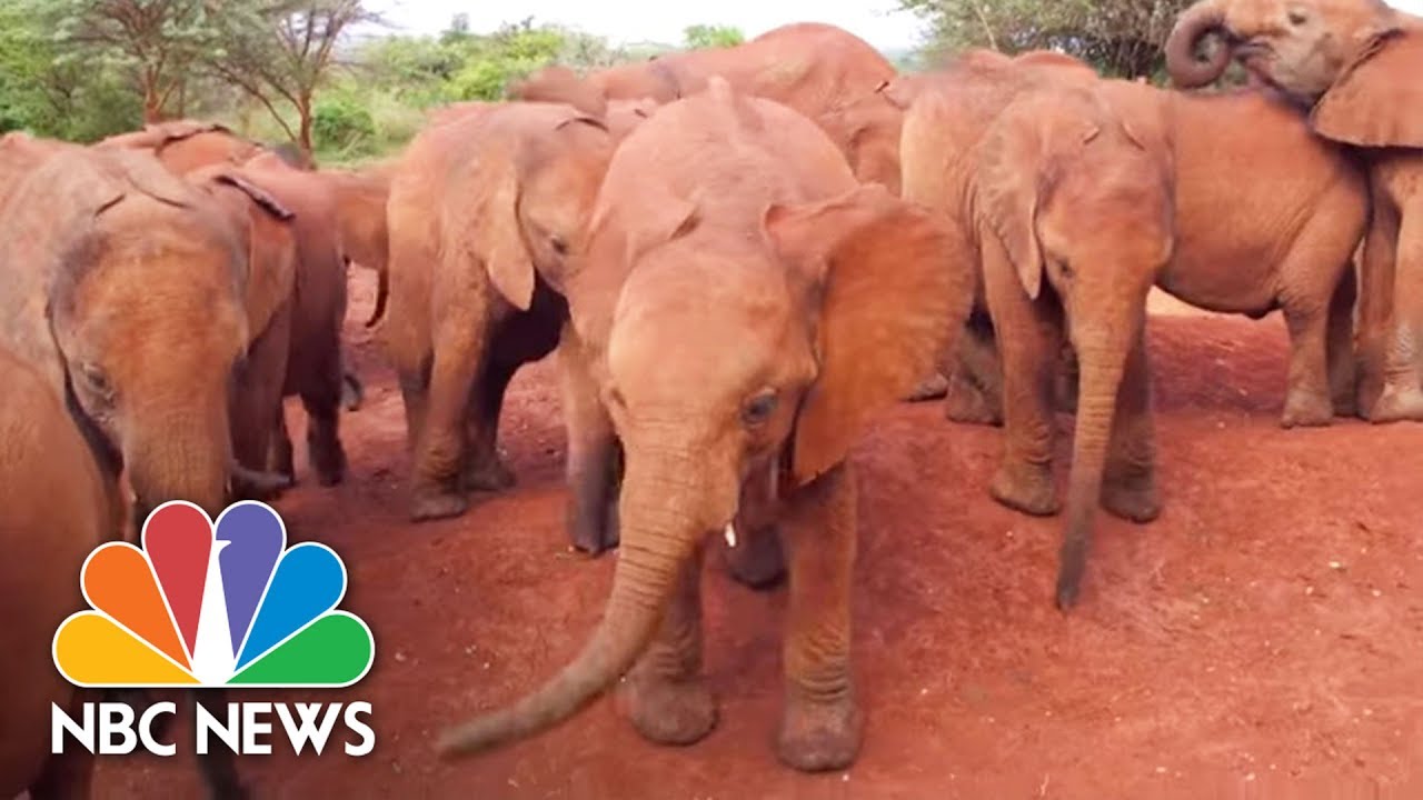 An Orphanage For Elephants Working To Raise Infant Elephant Calves ...