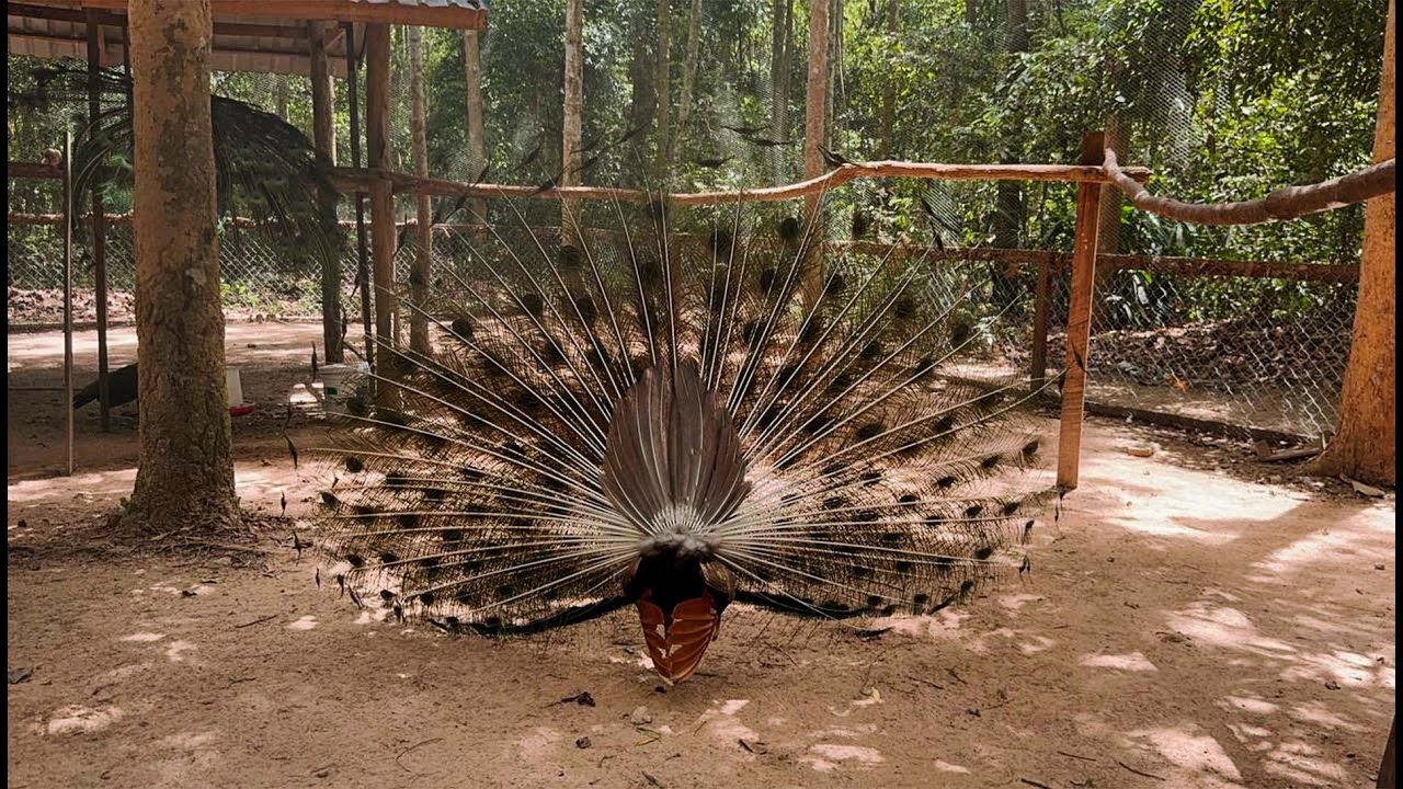 Peacocks!!! Amazing Peacock Open tails to attract The Partner, Ellex ...