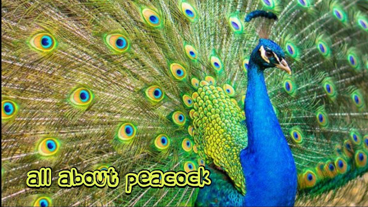 All About PEACOCK ... The National bird of India - YouTube