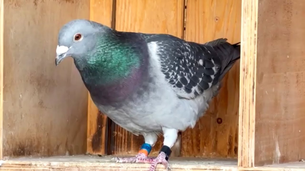 King pigeon , king kabutar , حمامة السباق #pigon #tiktok #kabutar # ...