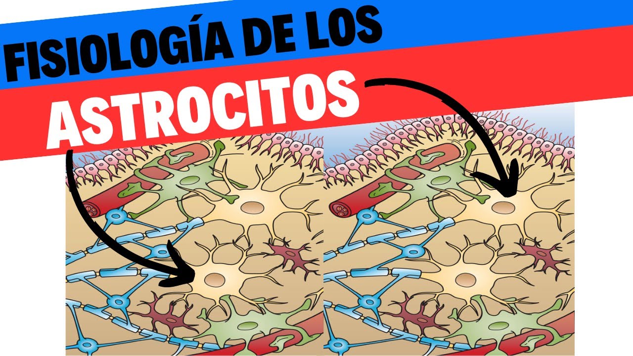 Fisiología de los astrocitos. Neurociencias 5 - YouTube