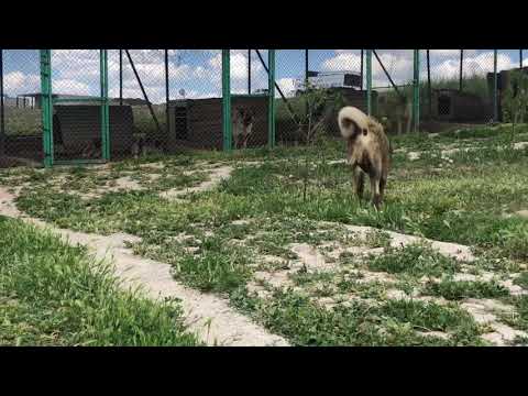 Akbaş & karakırçıl  kangal & iri cüsseli çoban köpeği...  ALTIN KANGAL K.ç