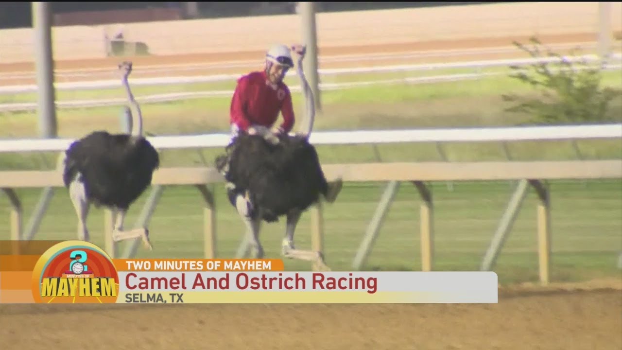 Two Minutes of Mayhem: Ostrich Camel Races - YouTube