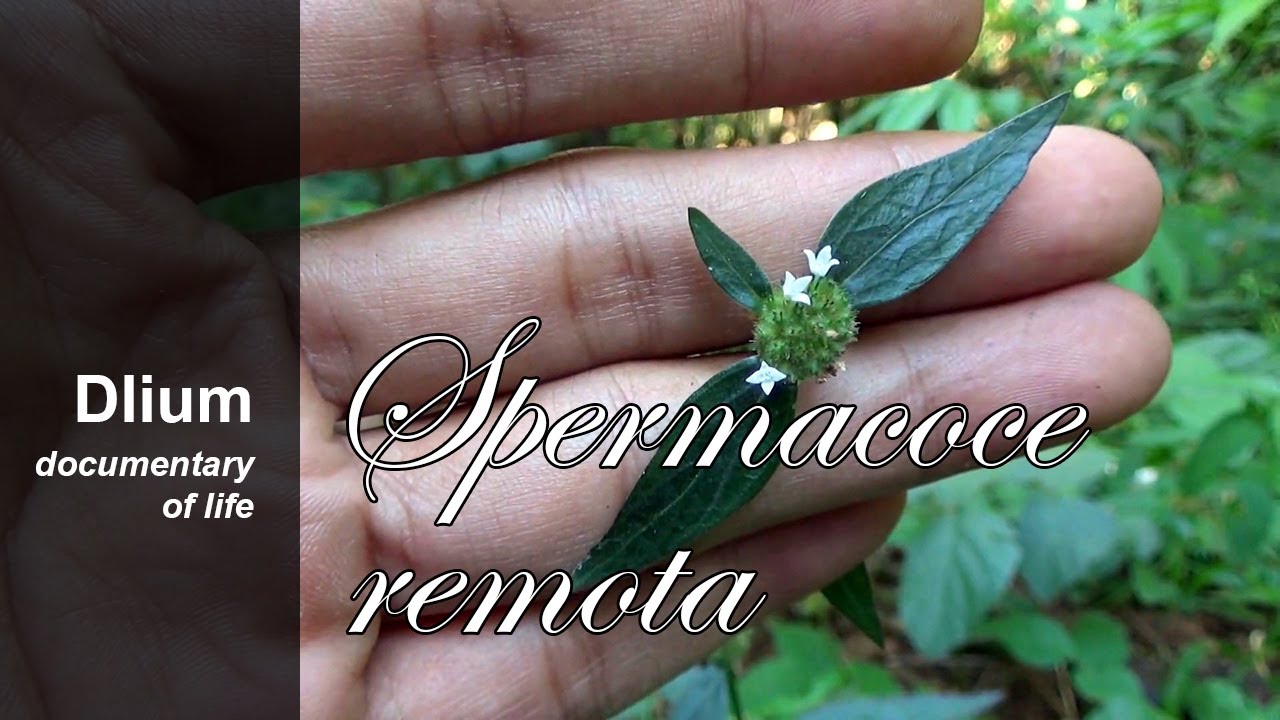 Woodland false buttonweed (Spermacoce remota) - YouTube