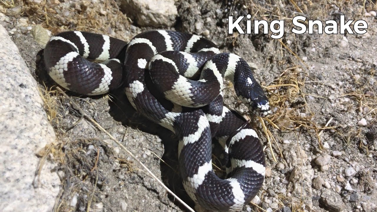 King Snake - Herping- Snake Friend - YouTube