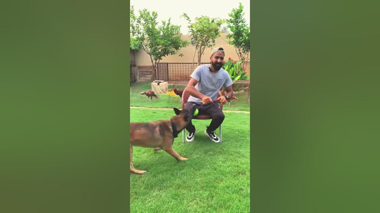 How to train your dogs for boll drive - YouTube