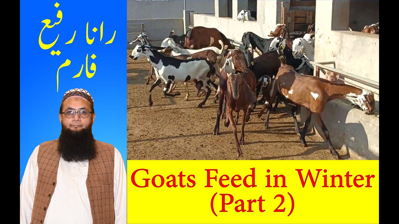 Feed For Goats in Winter | Best Diet Formula For Goats (Part2) - YouTube