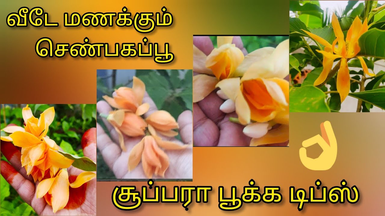 SHENBAGAM FLOWER GROWING TIPS &TRICKS IN TAMIL|HOW TO GROW SHENBAGAM ...