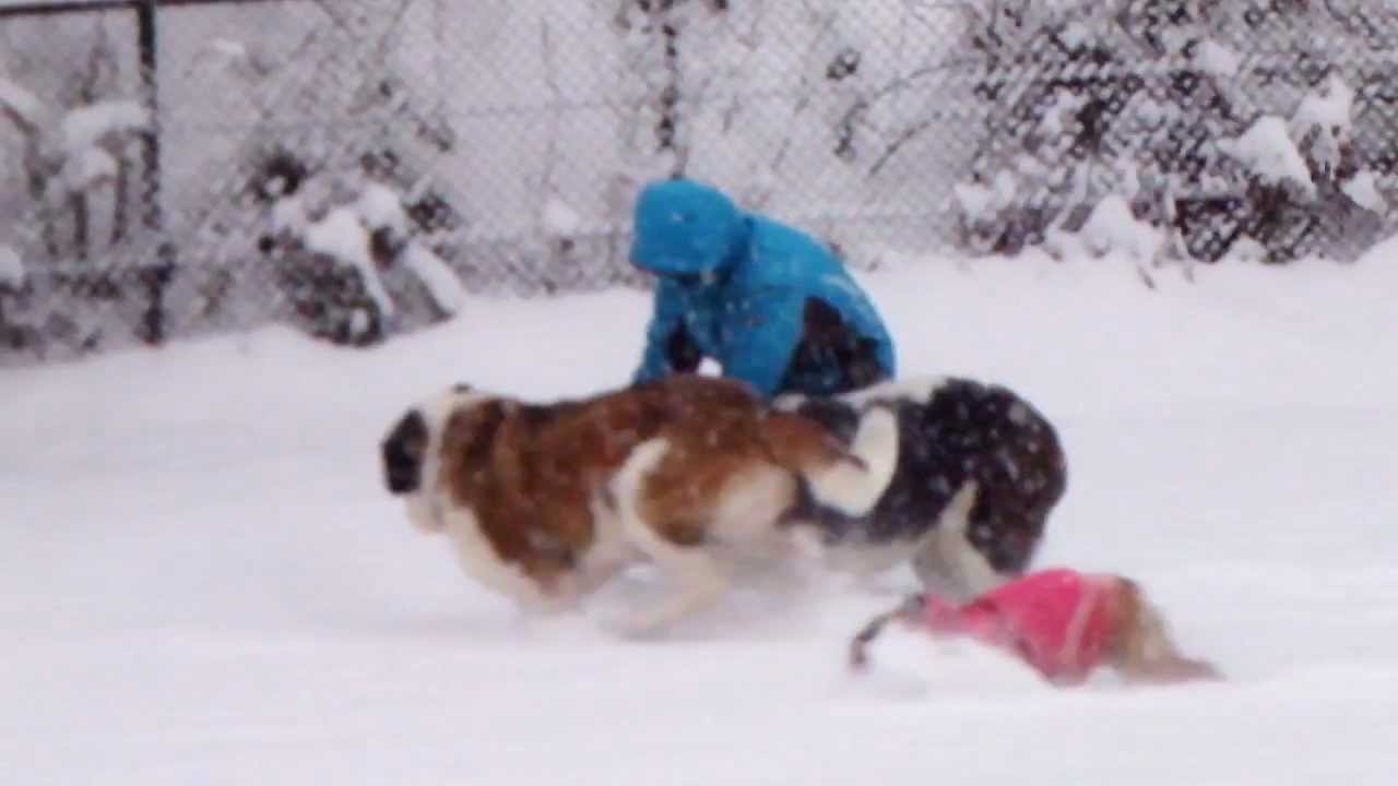 A Saint Bernard loves snow! - YouTube