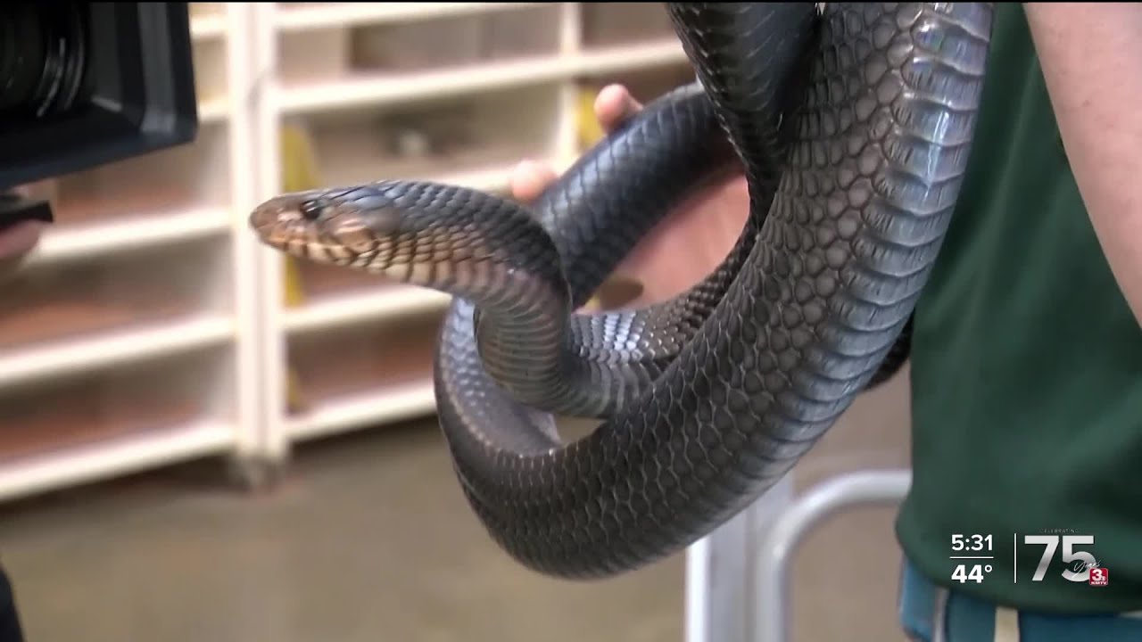 Zach at the Zoo - Eastern Indigo Snake - YouTube