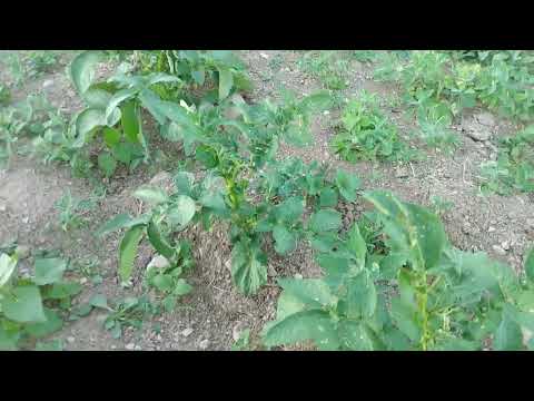 Will Sevin Dust Kill Potato Beetles