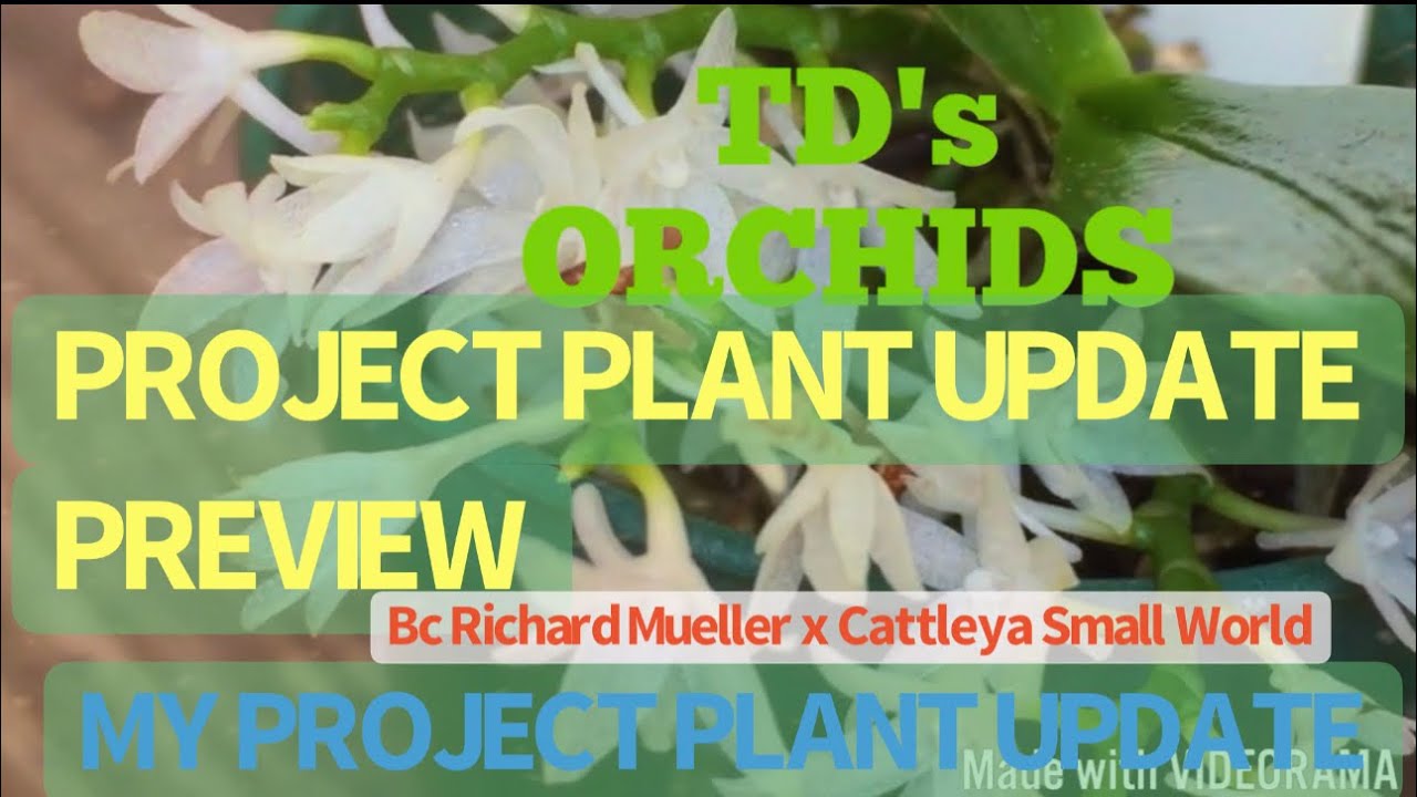 PREVIEW OF PROJECT PLANT UPDATE: Bc Richard Mueller x Cattleya Small ...