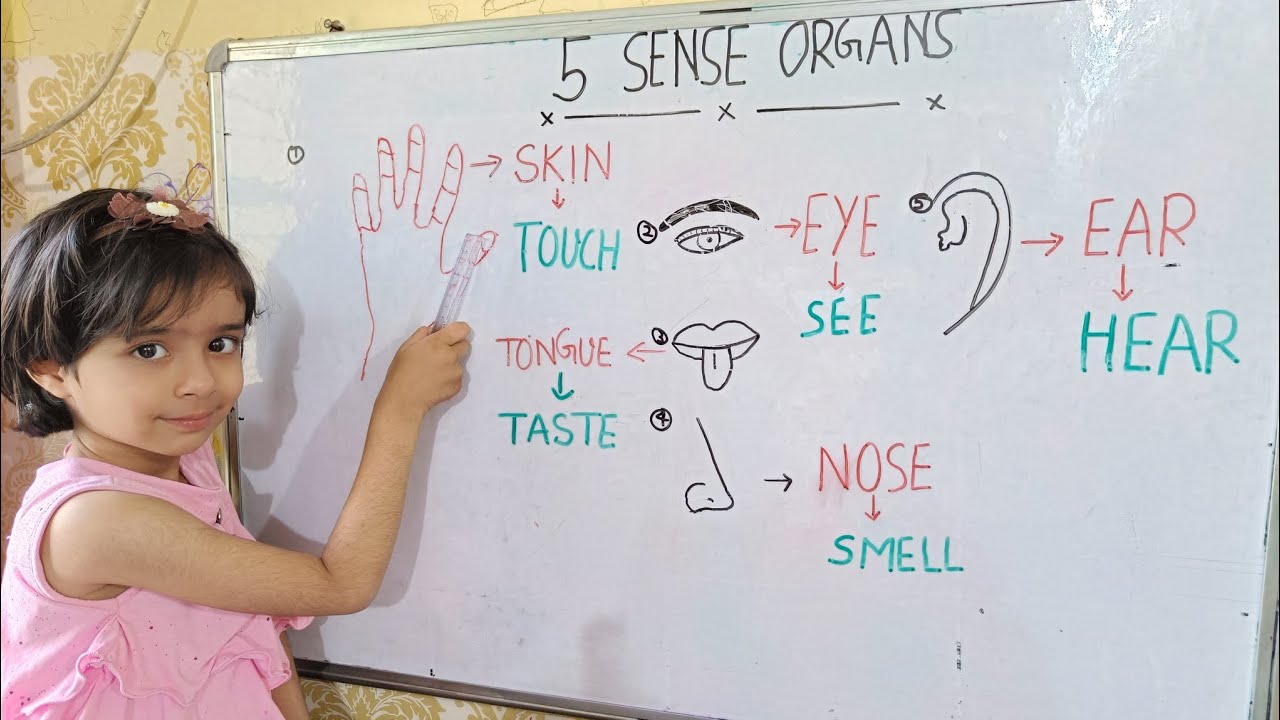 Our Sense Organs|5 Sense Organs| Our senses| Sense organs name in Hindi ...