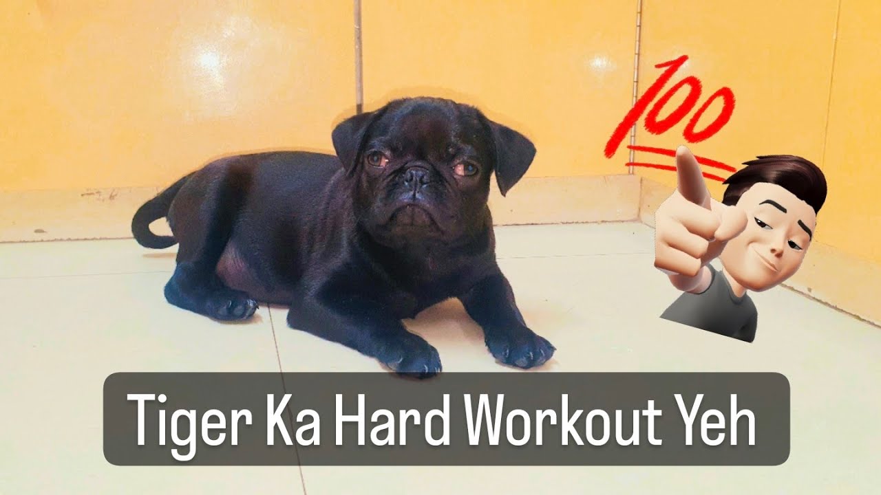 Tiger Ka Hard Work Out Yeh 🤣 End Tiger work Out | S R vlogs - YouTube