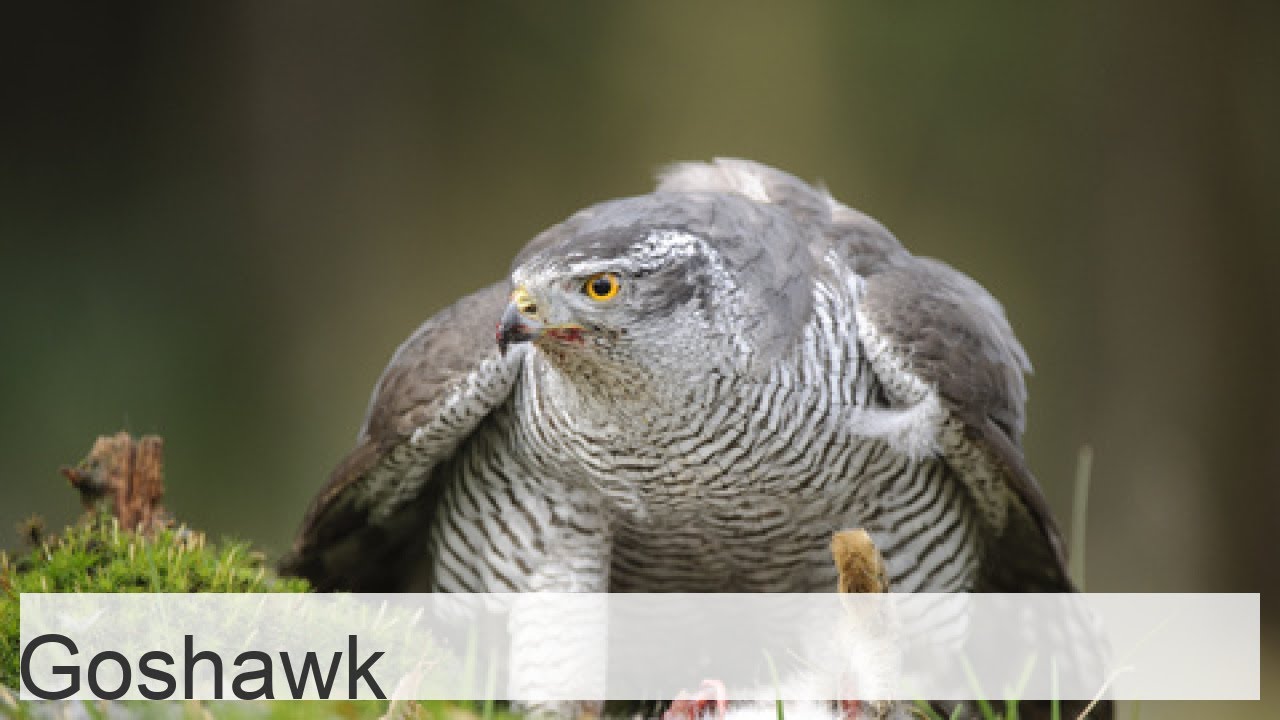 Goshawk - YouTube