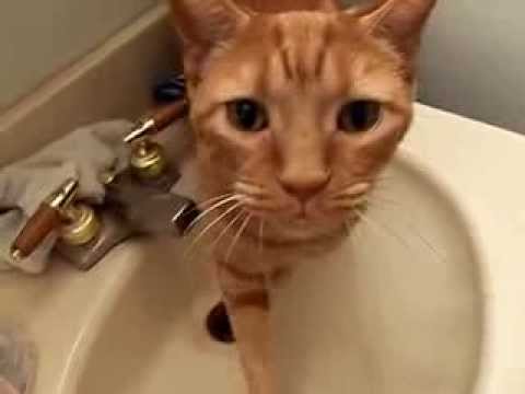 my cat is so cute - YouTube