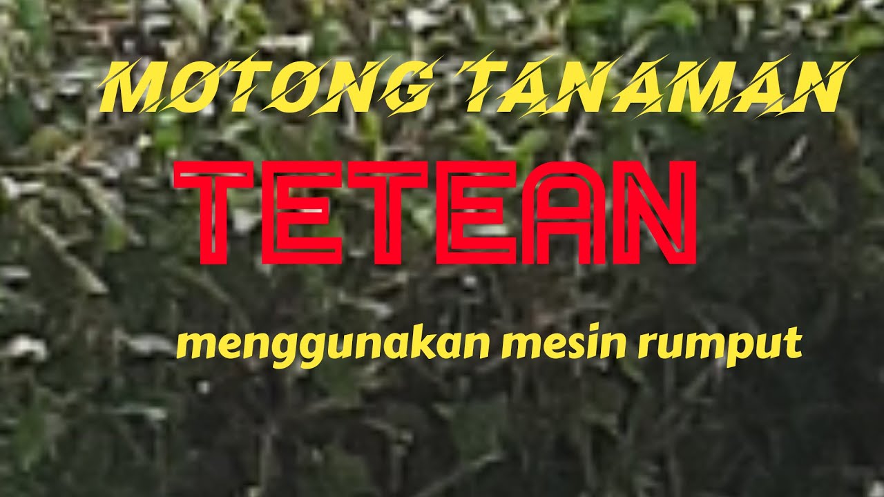 motong tanaman tetean@jaya wahyudi channel - YouTube
