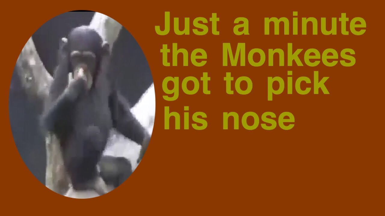 A monkey taking a break to pick his nose whilsts climbing up a tree ...