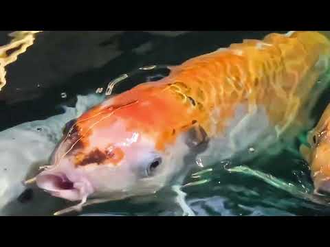 Carp Cafe, Chiang Mai