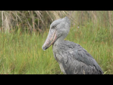 In search of the Dinosaur Bird