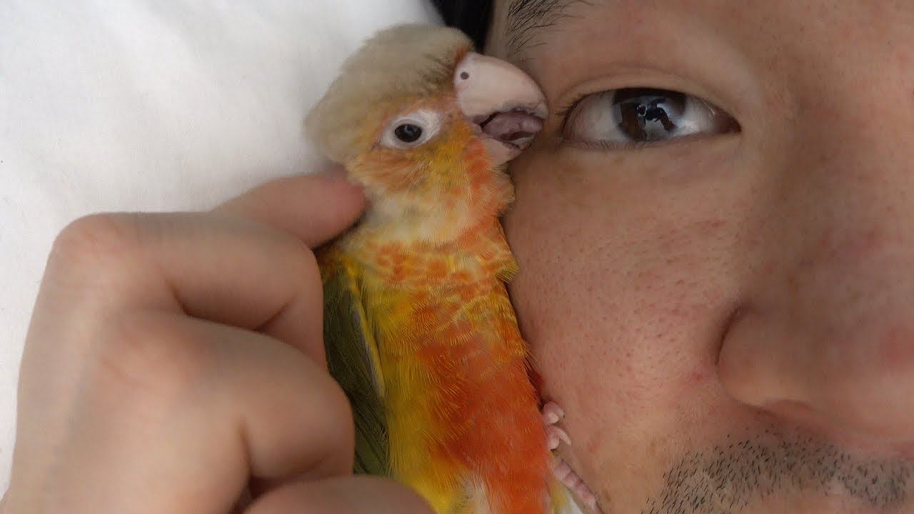 napping after blueberry snack II - YouTube