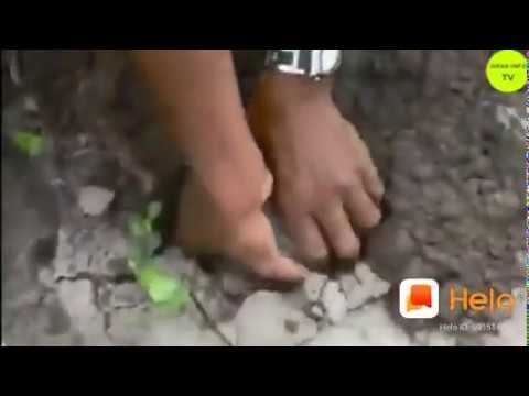 #qabar ka #azab #murda #khor #janwar Dead body eating animal - YouTube