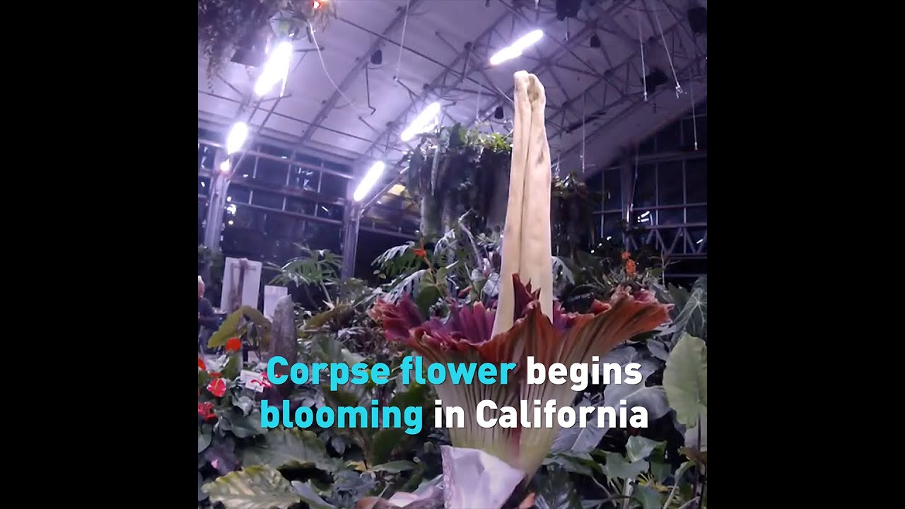 Corpse flower begins blooming in California - YouTube